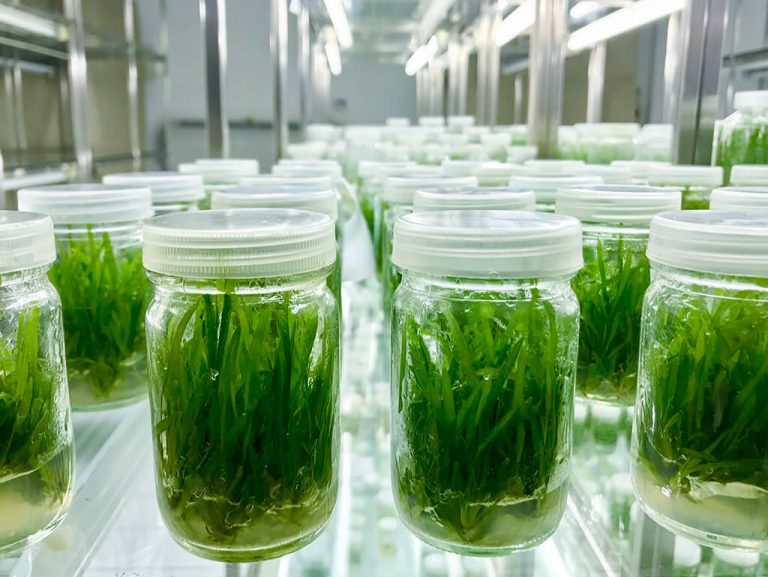 Gellan gum for PTC and seed labs | Lab Associates