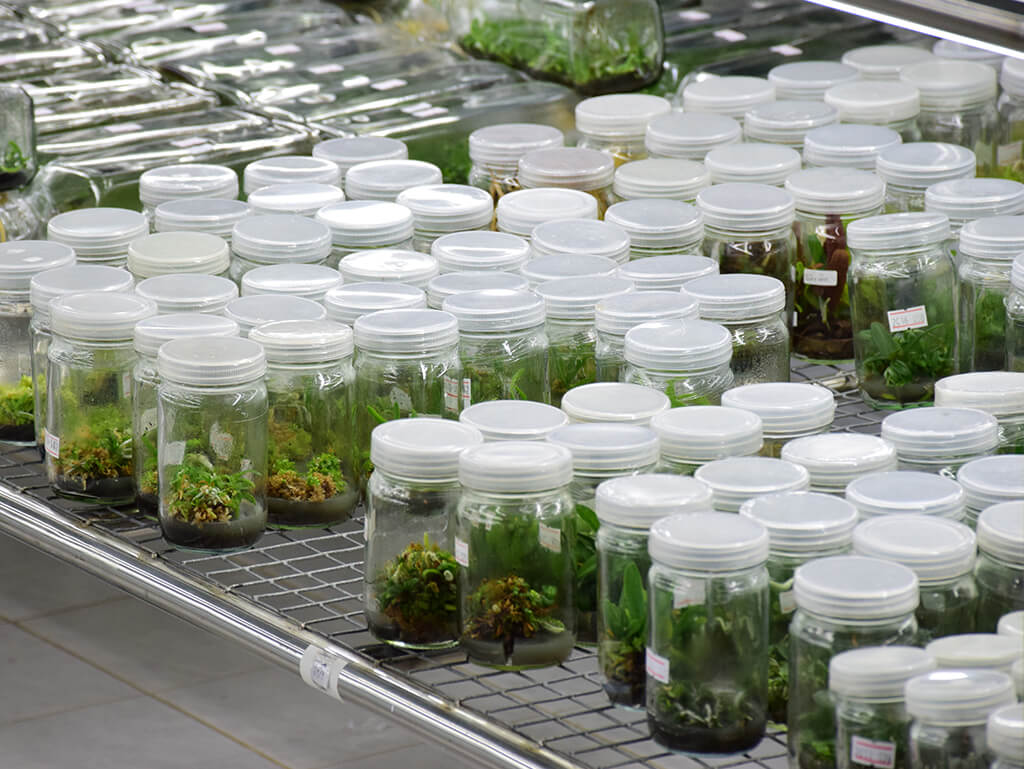 Agar para lab. CTV y sem. | Lab Associates