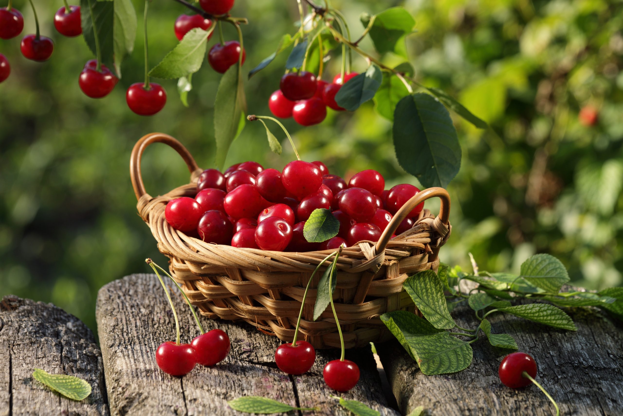 Cherries and plant tissue culture - Lab Associates